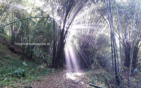 Hutan Rakyat sebagai Pengendalian Daur Air (Seri-3 Diskusi Peran Hutan ...