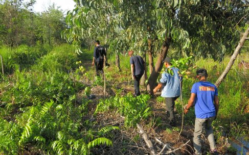 Respon Tinggi Muka Air berbagai Tutupan di Lahan Gambut, Riau ...